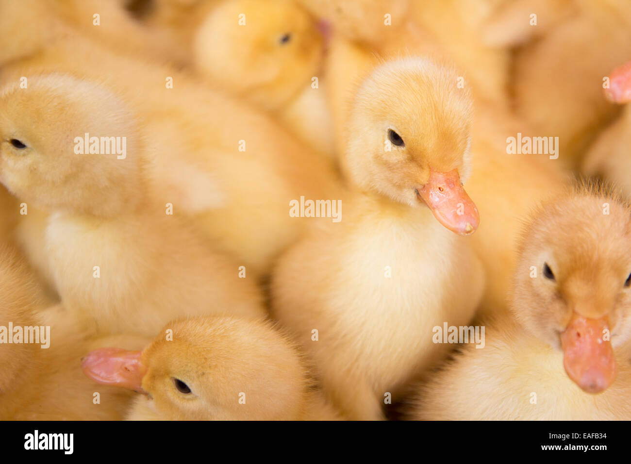 Duckling at farm. Group of small cute ducklings Stock Photo - Alamy