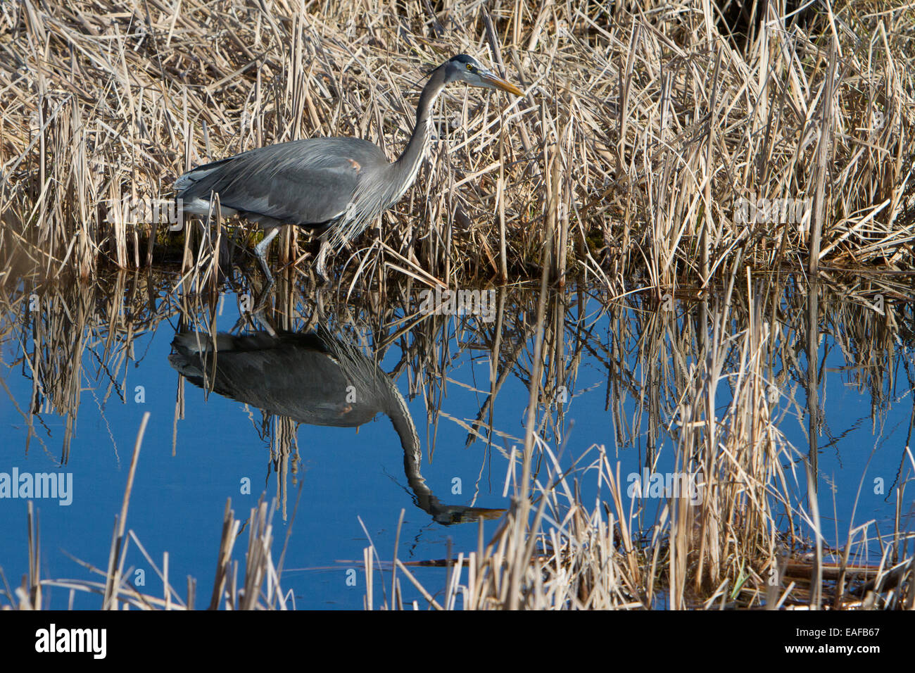 Great Blue Heron (Ardea herodias) in reeds at Buttertubs Marsh, Nanaimo ...