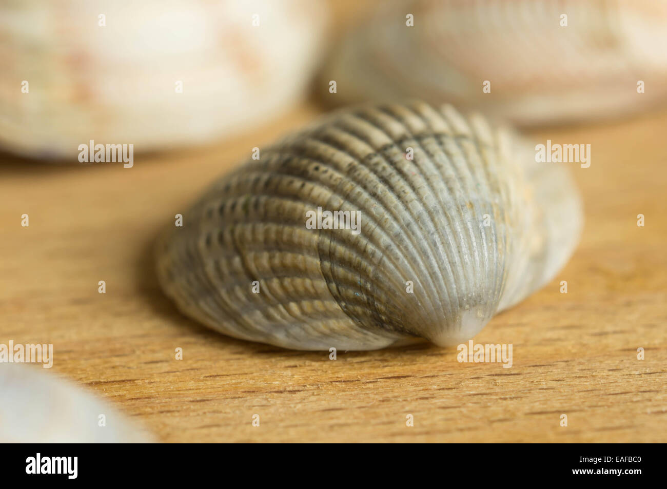 Cockleshell hi-res stock photography and images - Alamy