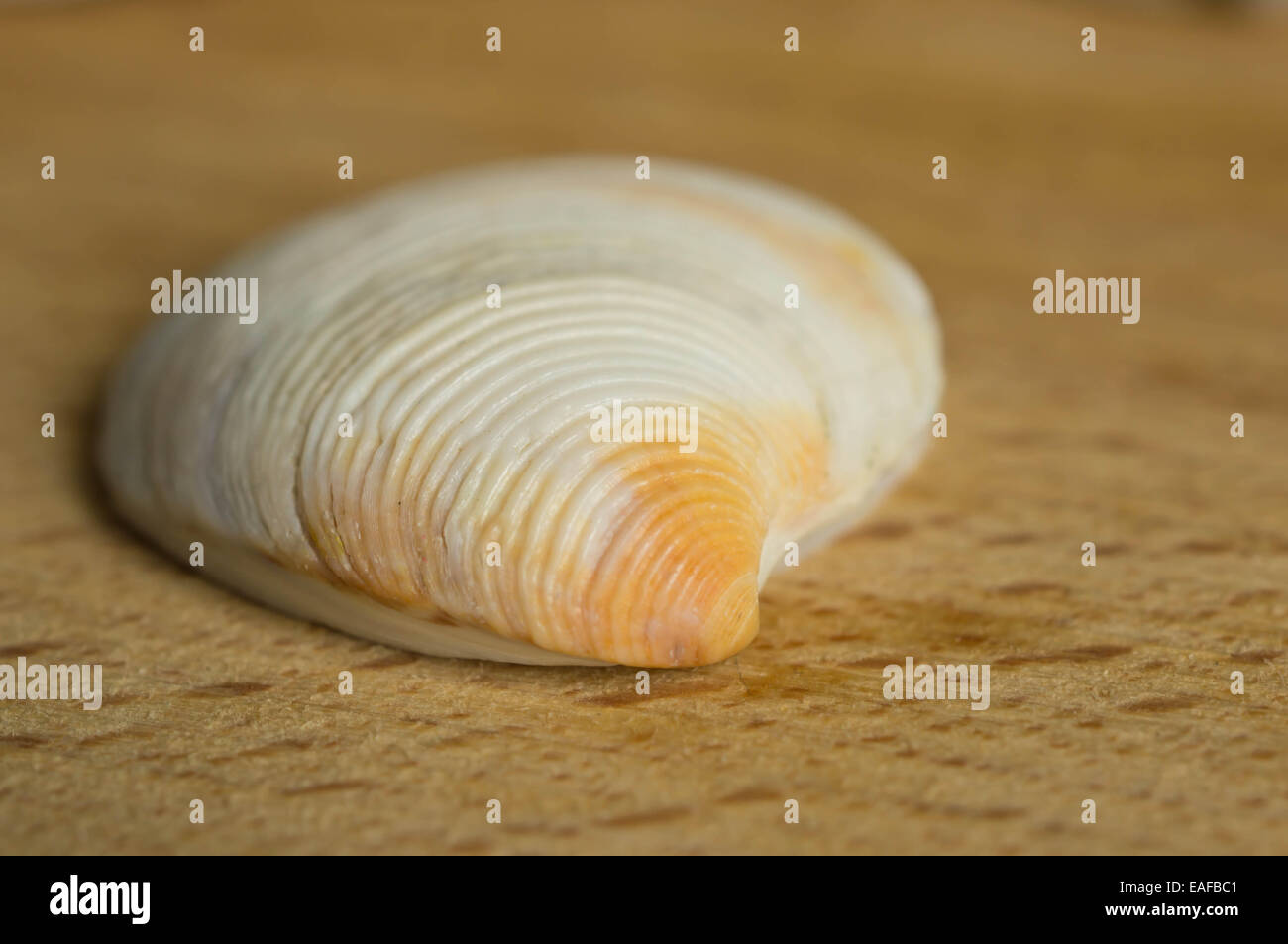 Sea cockleshell of white-orange color on a wooden surface Stock Photo ...