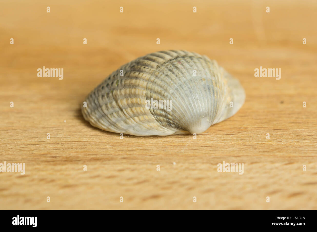 Cockleshell hi-res stock photography and images - Alamy