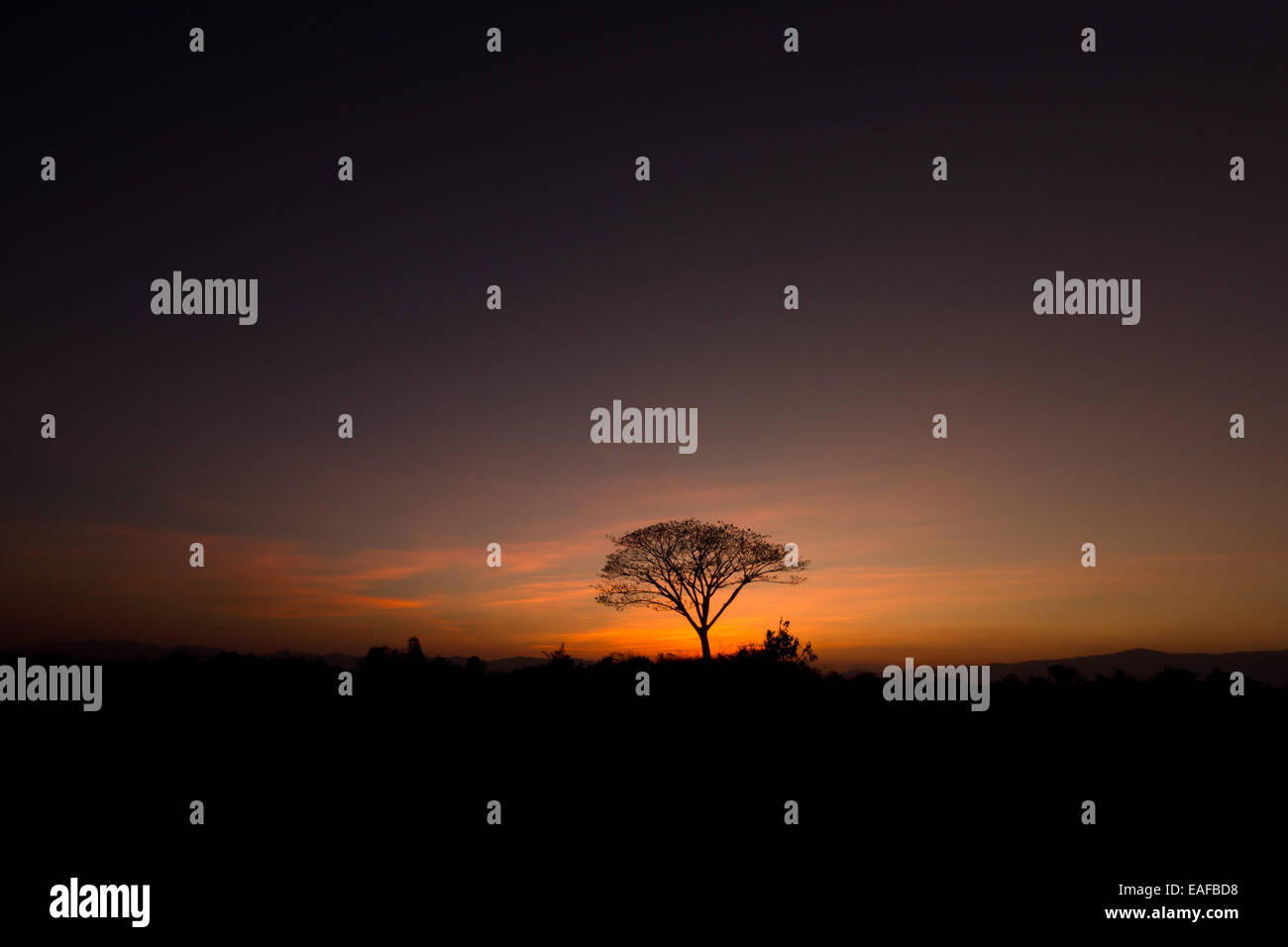 tree in silhouette style with color shade sky in the evening before ...