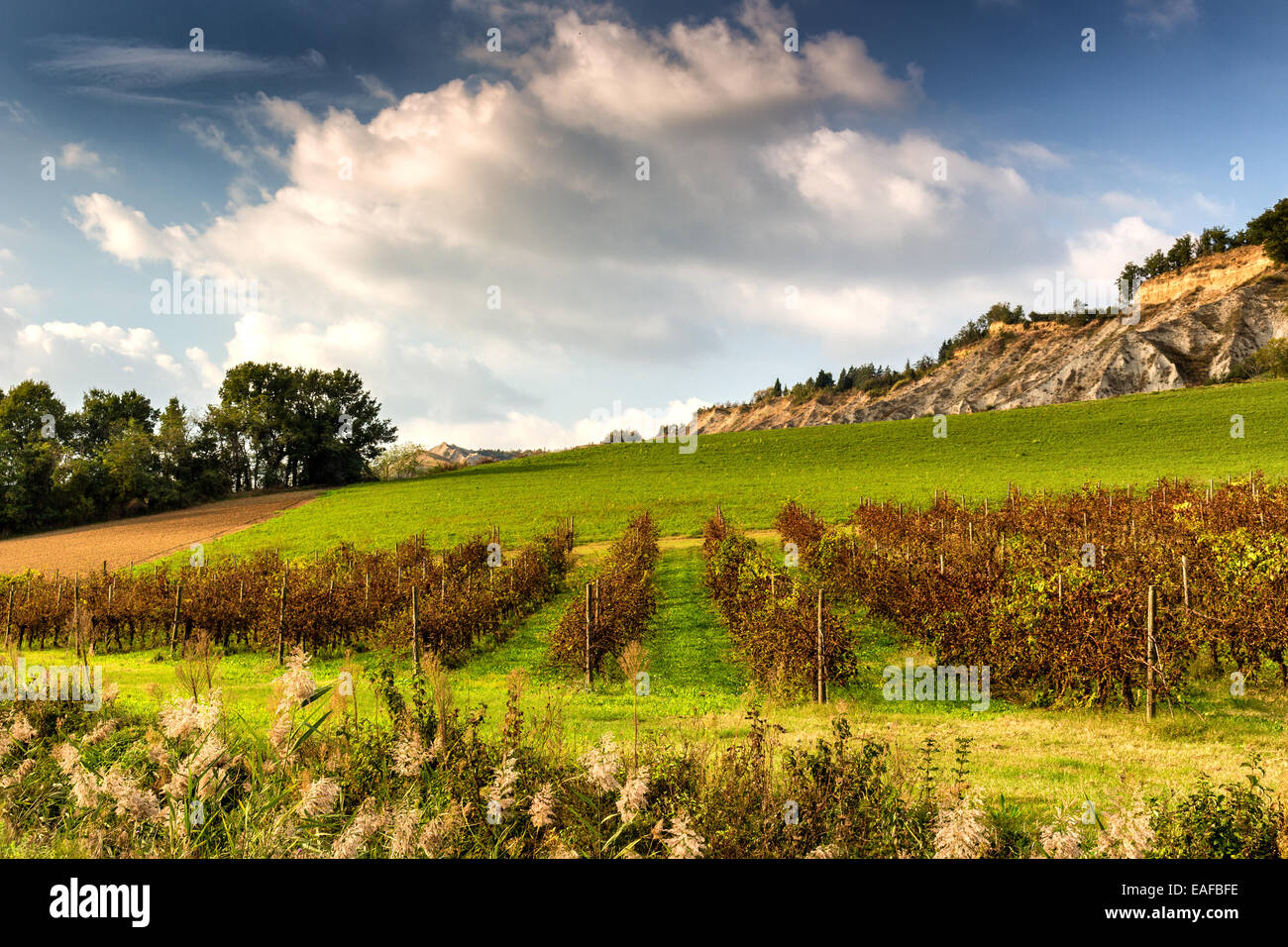 Cultivated fields of red Vineyards during Autumn on badlands background ...