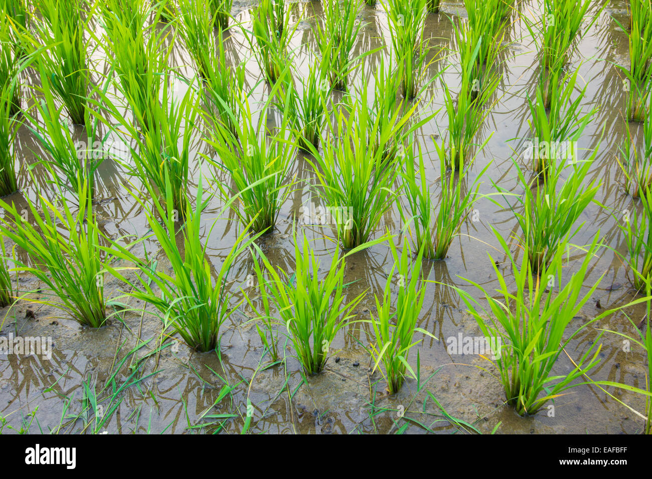Paddy rice - Rice field Stock Photo - Alamy
