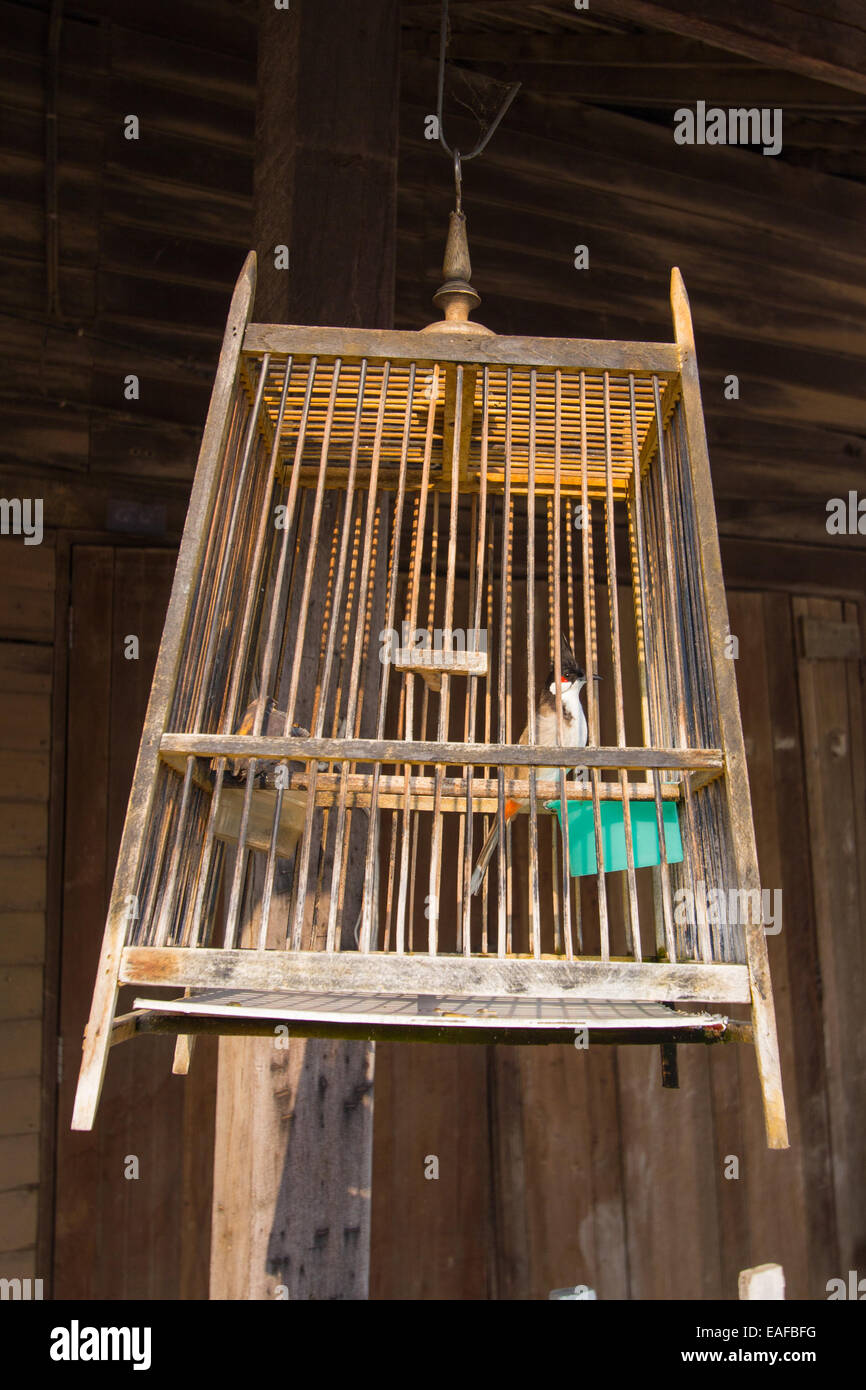 Thai style cage, woodpecker inside Stock Photo - Alamy