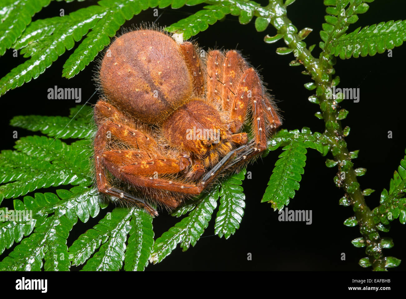 A spider bides its time on a leaf in the jungle in Borneo Stock Photo ...