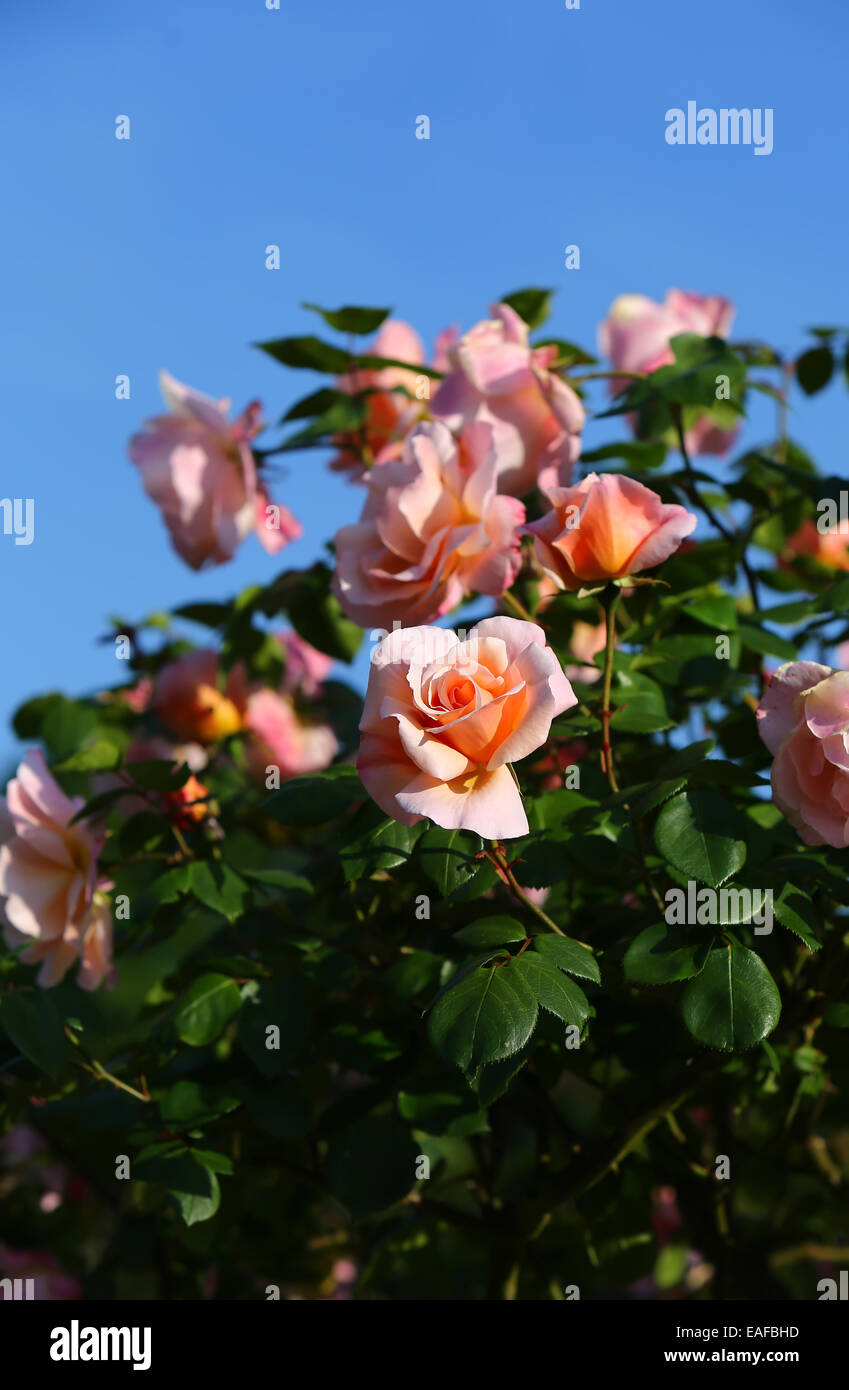 Roses in the garden Stock Photo - Alamy