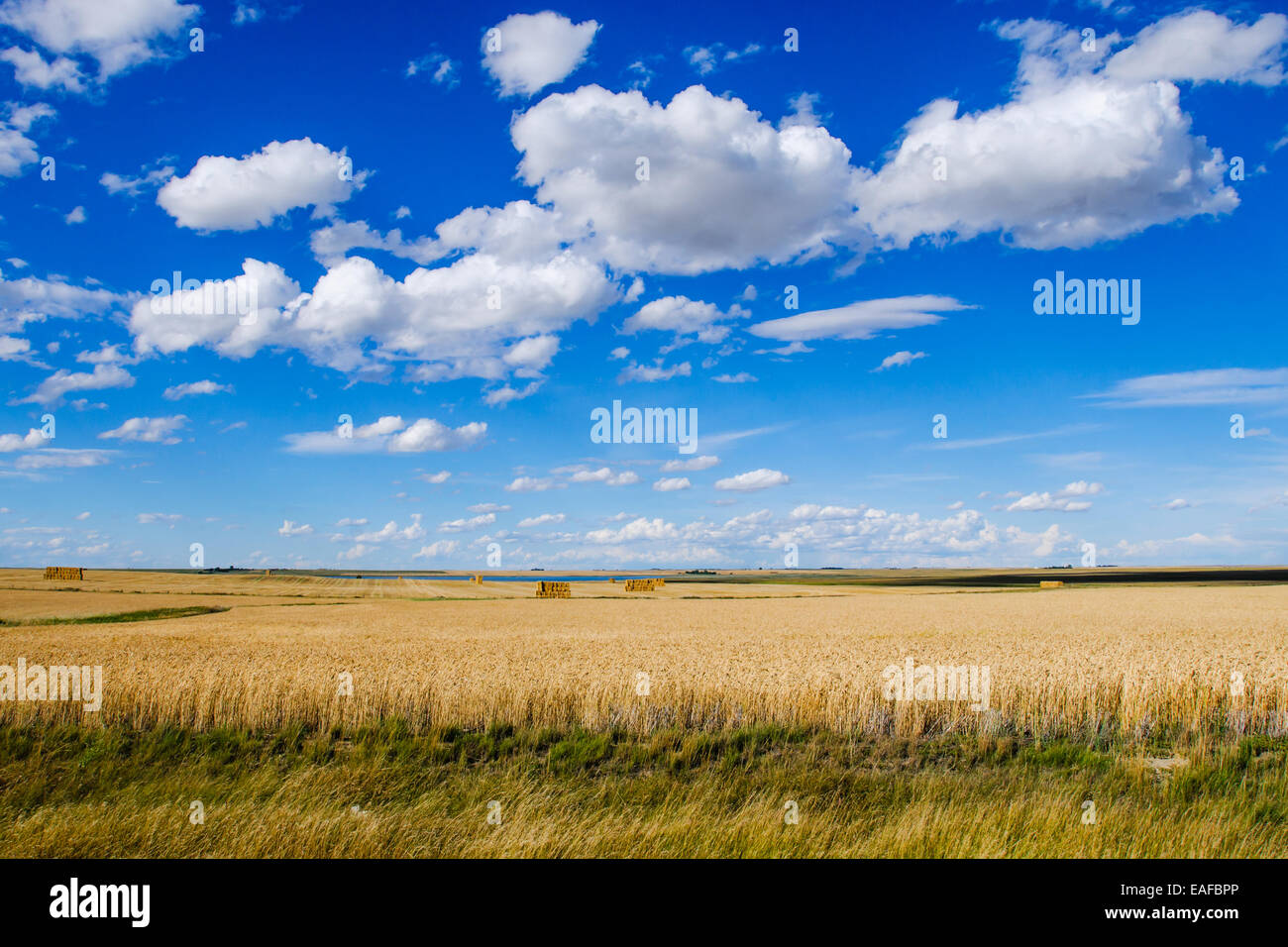 Scenic fields of golden summer wheat in Southern Alberta Canada Stock ...