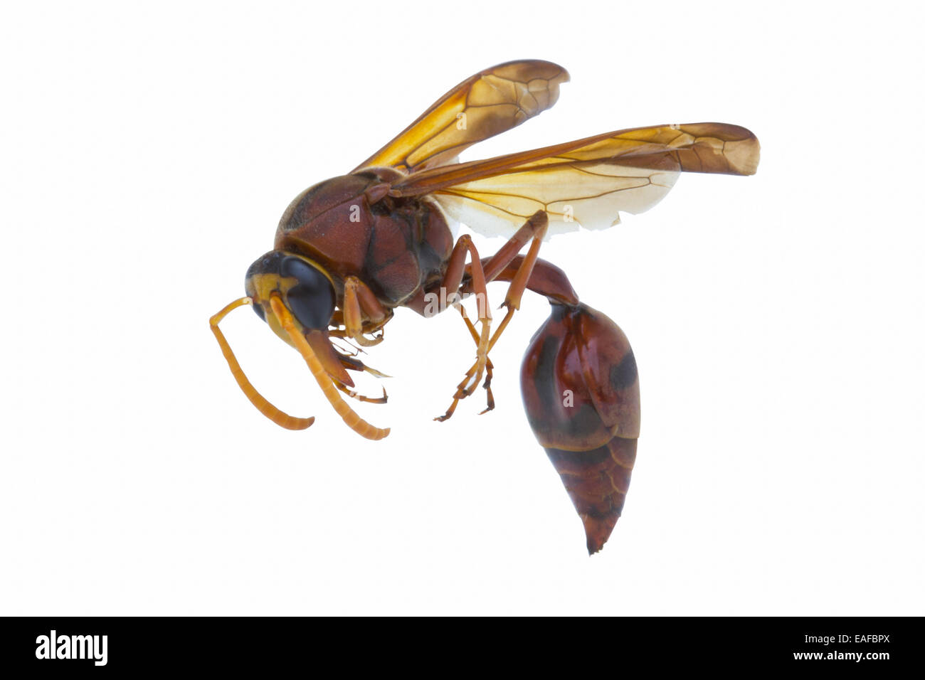 Insect macro thai Cut Out Stock Images & Pictures - Alamy