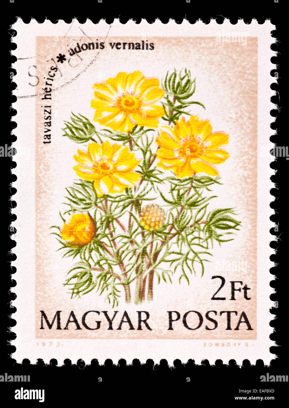 Postage stamp from Hungary depicting pheasant's eye or false hellebore ...