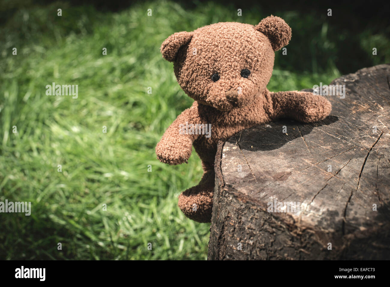 Teddy bear on the grass. Sun light Stock Photo - Alamy