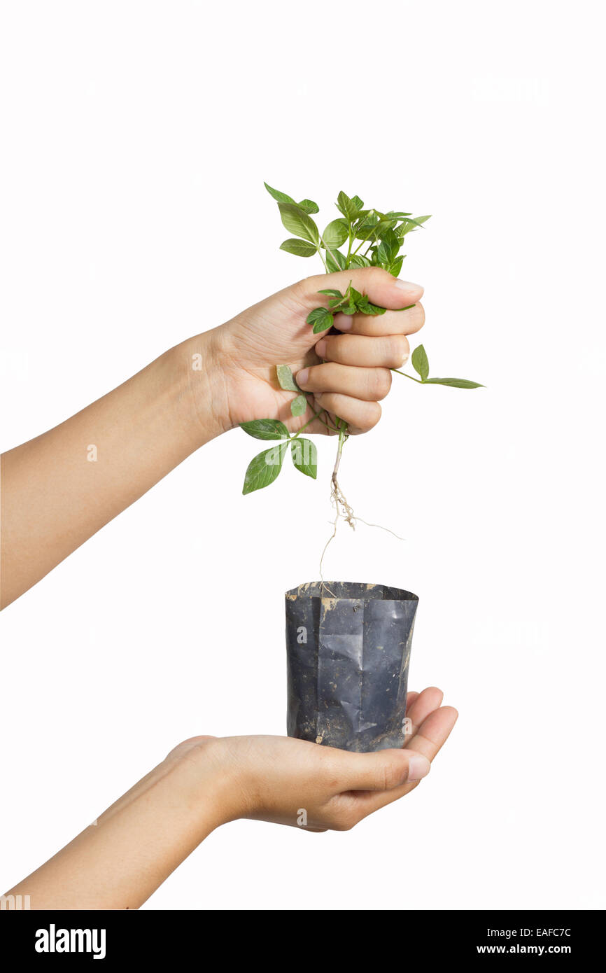 human destroys plant by pull out off black bag Stock Photo - Alamy