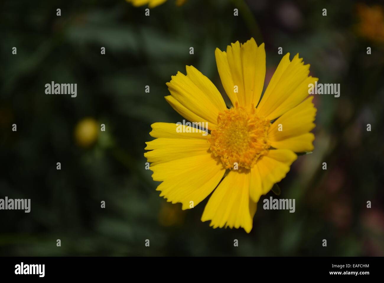 Beauty of yellow flower hi-res stock photography and images - Alamy
