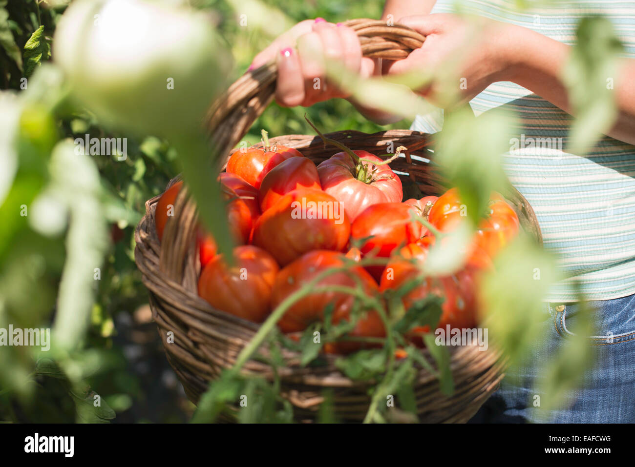 Picking tomatoes in basket. Private garden Stock Photo - Alamy