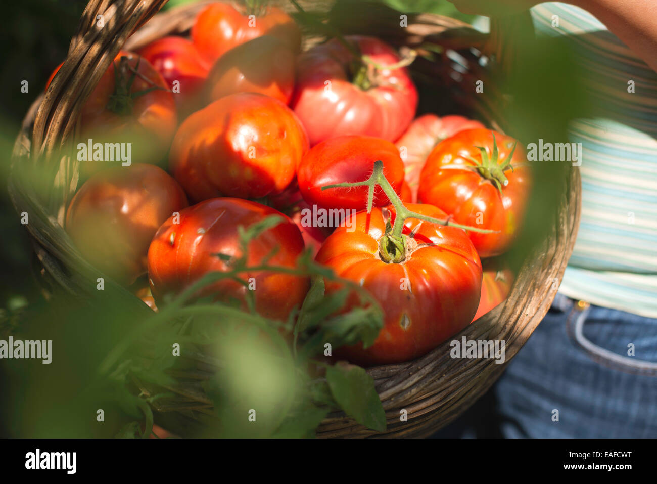 Farmers picking fresh tomatoes hi-res stock photography and images - Alamy