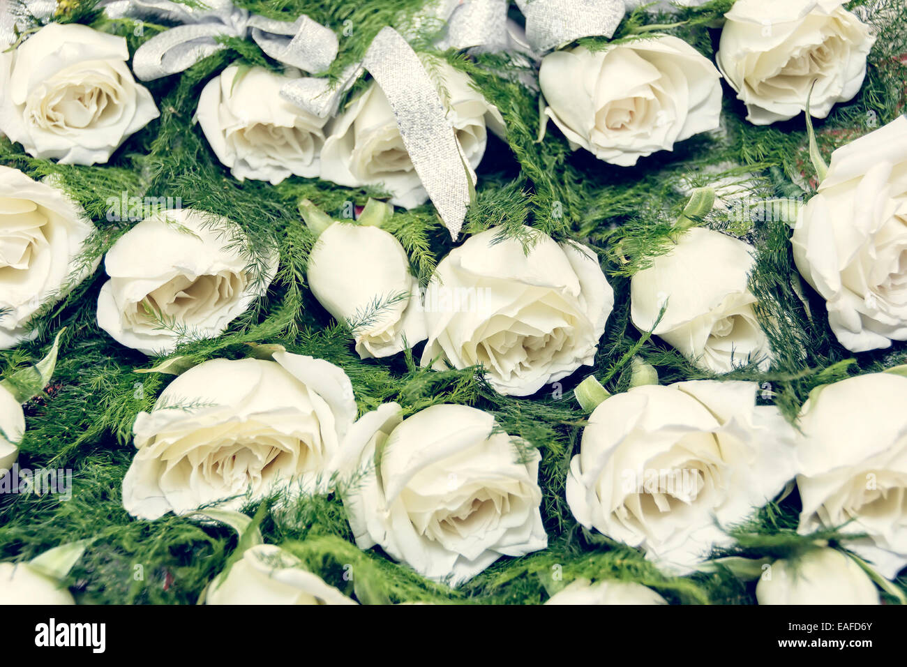 Rows of white rose boutonniere for wedding entourage Stock Photo - Alamy