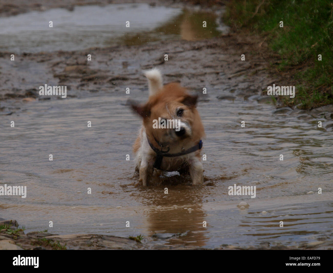 Jack Russel dog standing in a puddle shaking water off, UK Stock Photo ...