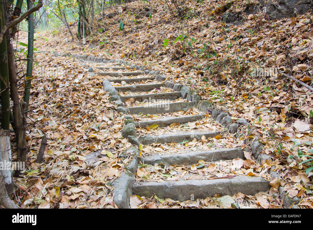 stairs going up hillside in forest Stock Photo - Alamy
