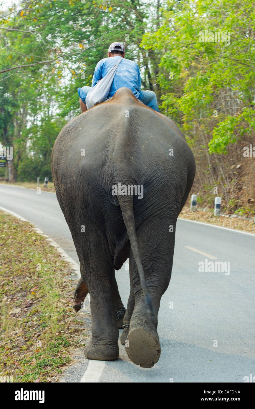 A wrinkly elephant backside, walking on the road in Thailand with its ...