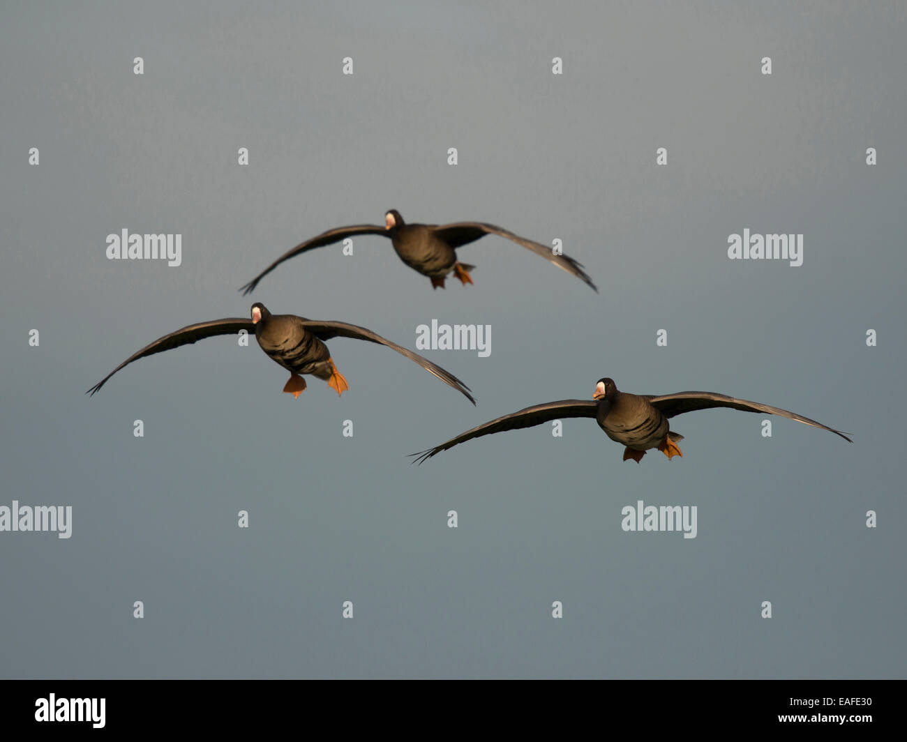 greater white-fronted geese in flight, anser albifrons, germany, europe ...
