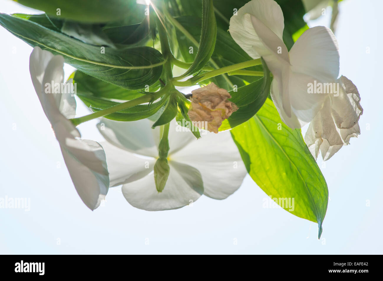 White flowers on backlight Stock Photo - Alamy