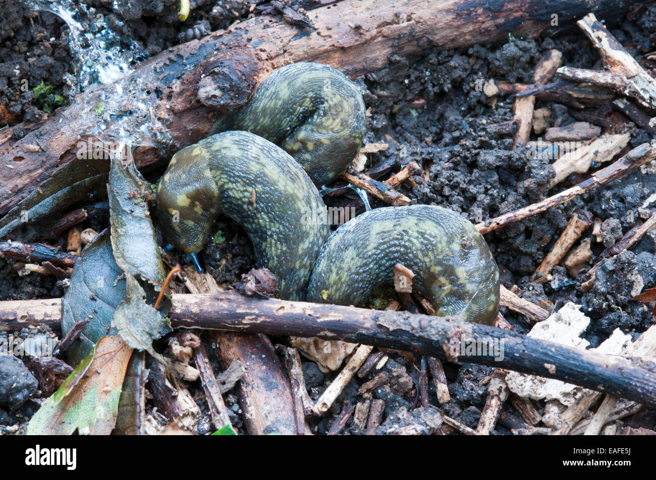 Three Irish Yellow Slugs found under a log at Cheshunt, Herts Stock ...
