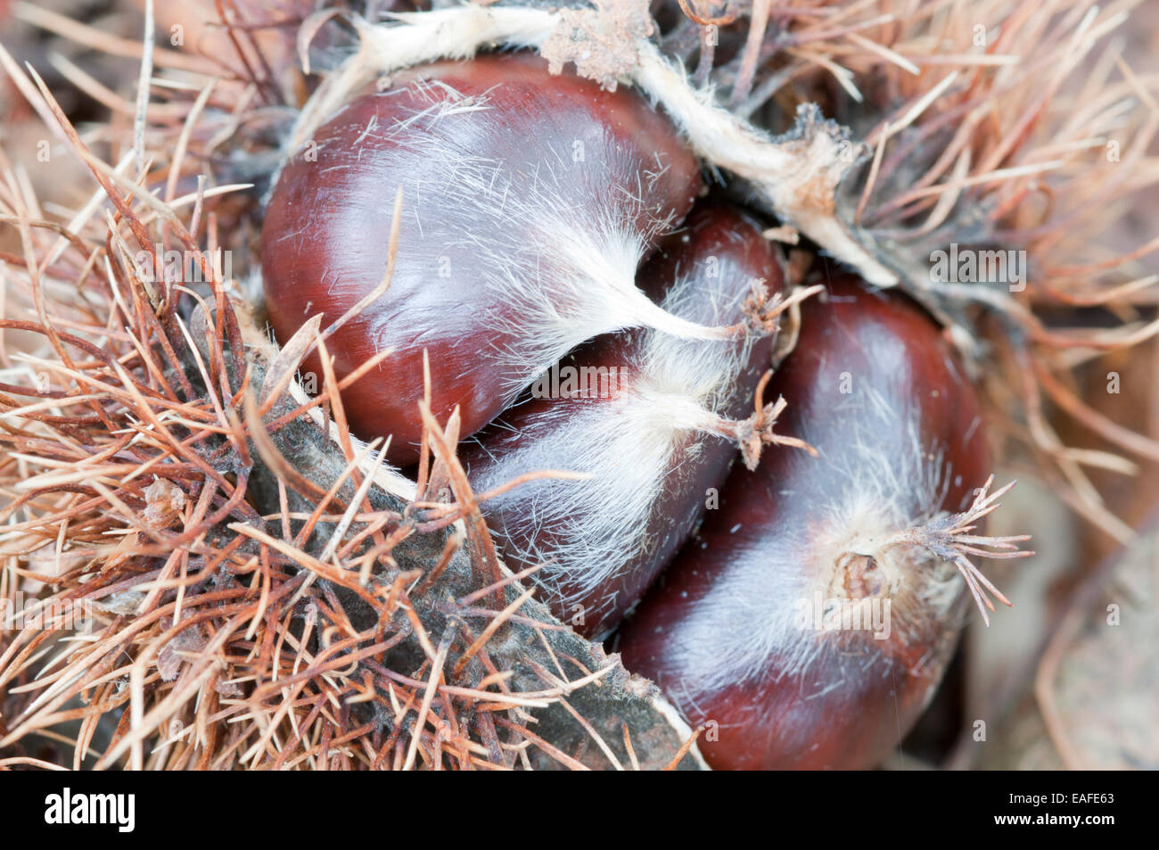 Spiky nut hi-res stock photography and images - Alamy