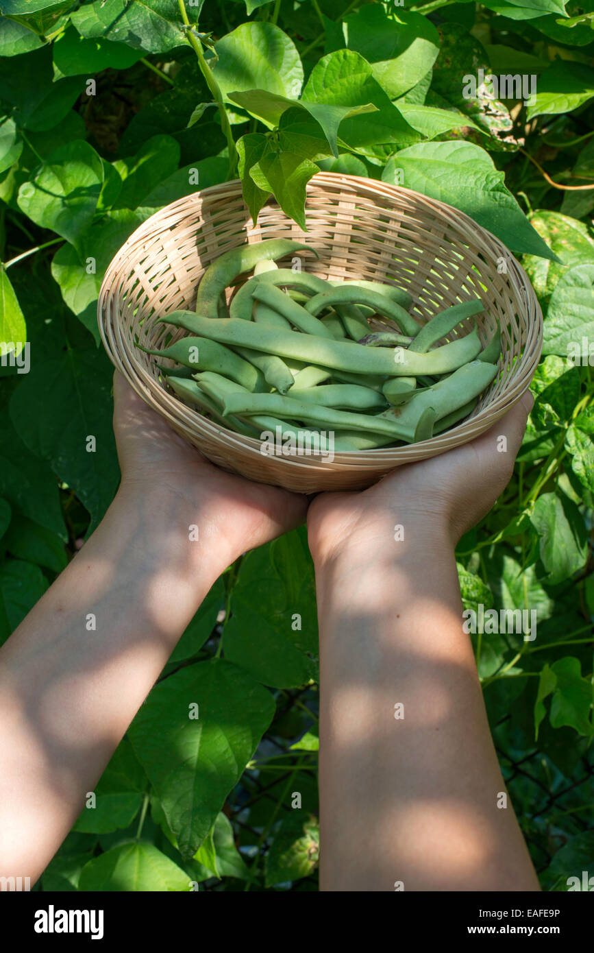 Green bean basket hi-res stock photography and images - Alamy