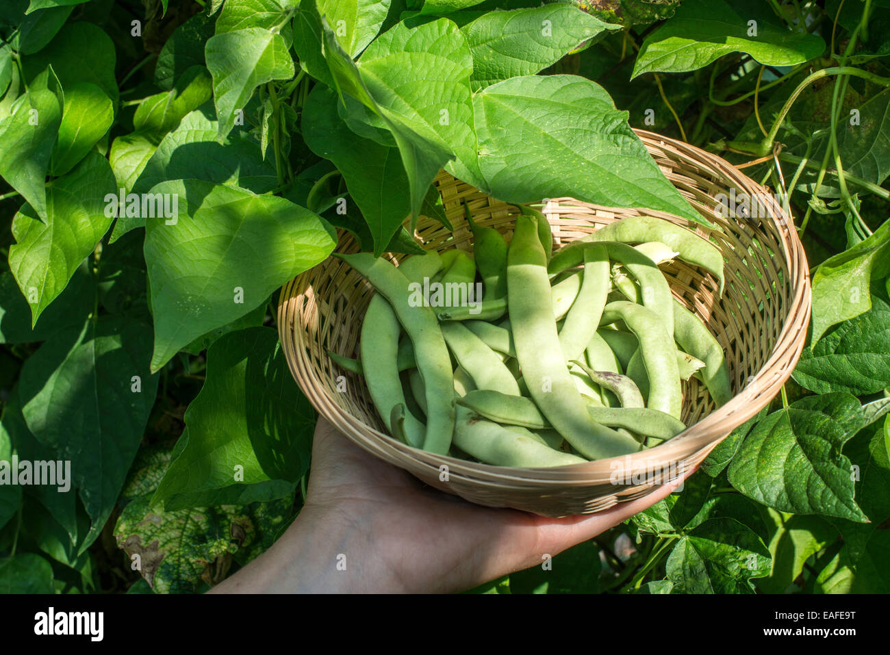 Green bean basket hi-res stock photography and images - Alamy