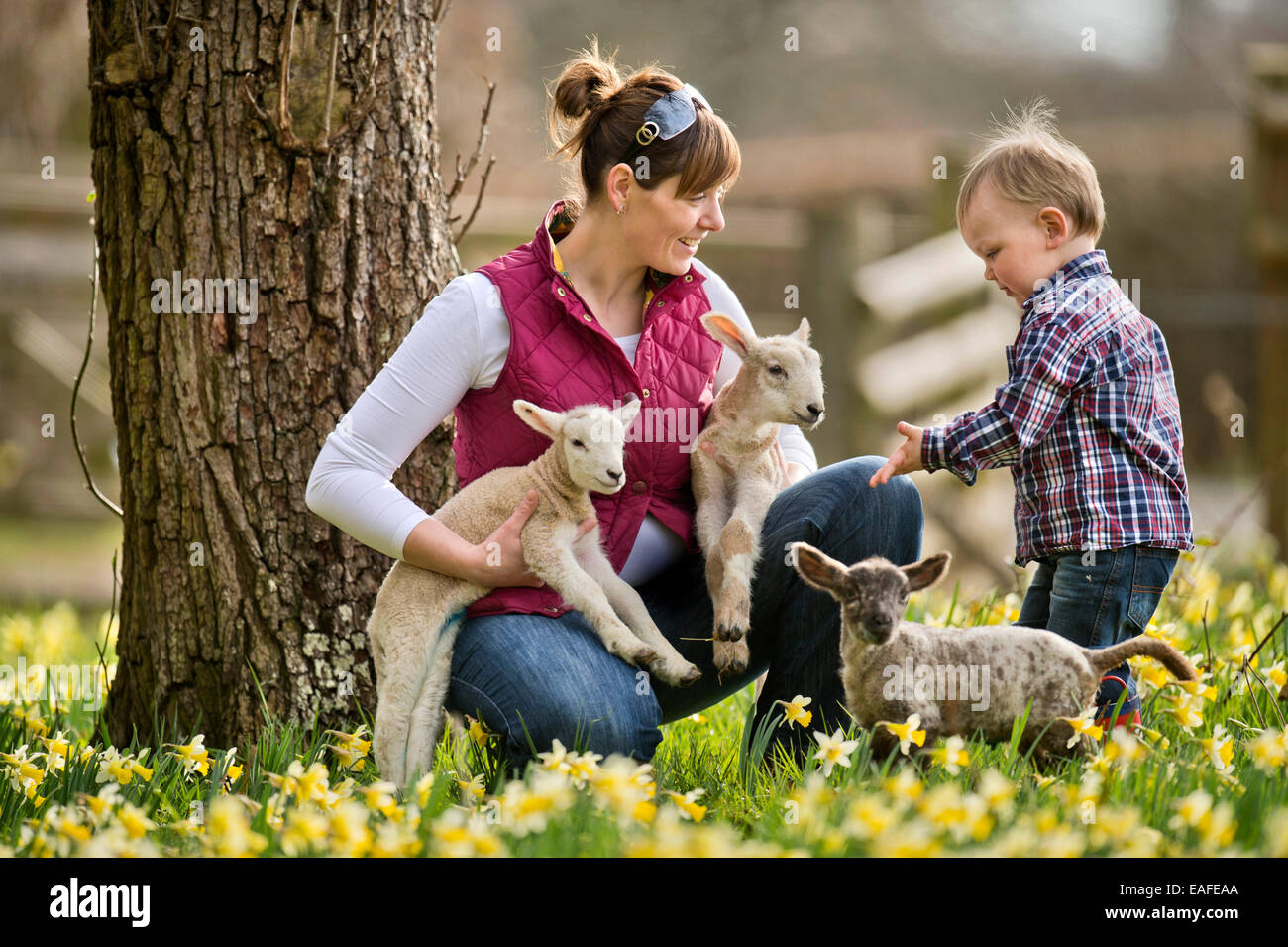 One year old lamb hi-res stock photography and images - Alamy