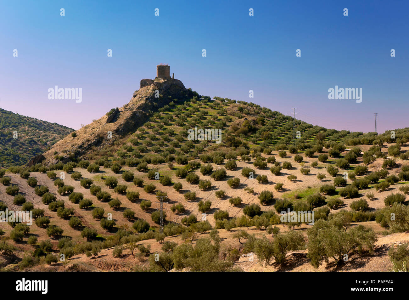 Olive trees spain hi-res stock photography and images - Alamy
