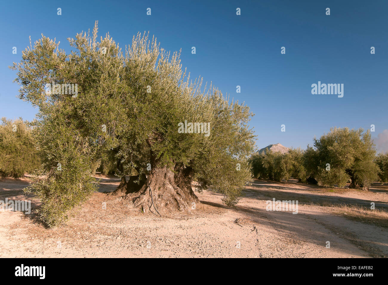 Olive trees spain hi-res stock photography and images - Alamy