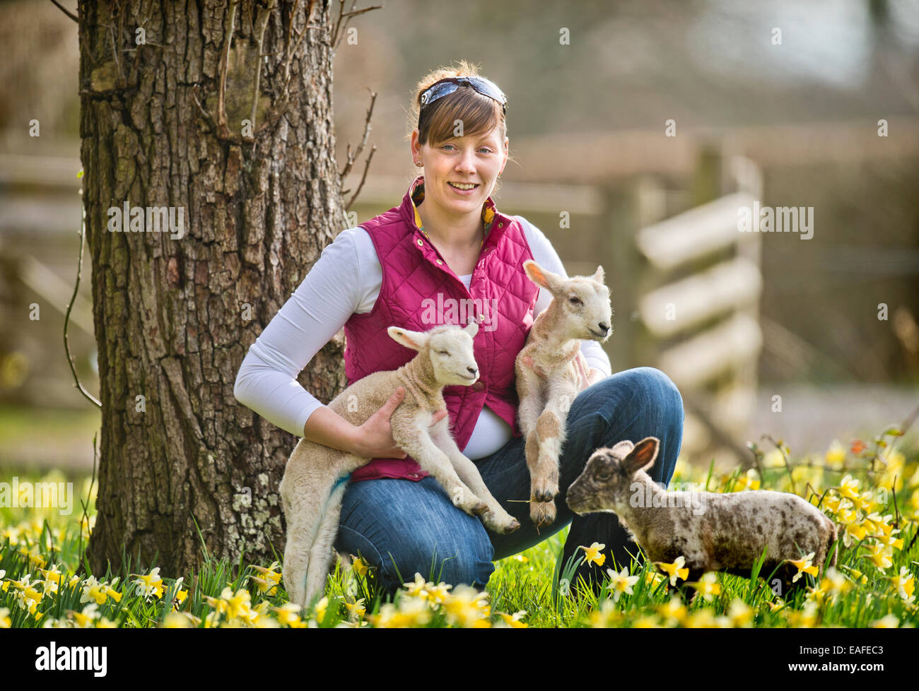 Wife of a gloucestershire farmer hi-res stock photography and images ...