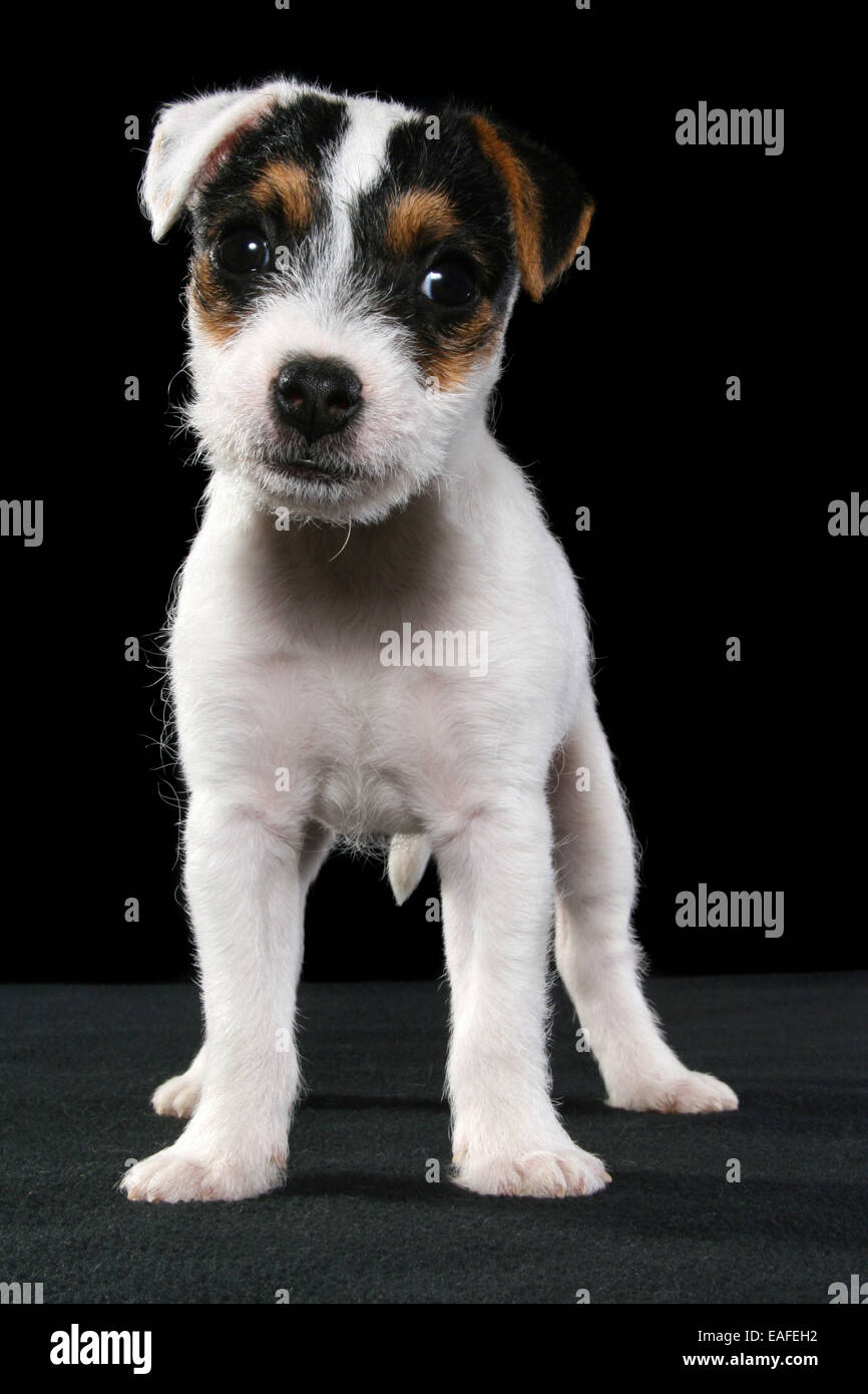 Parson Russell Terrier puppy at studio Stock Photo - Alamy