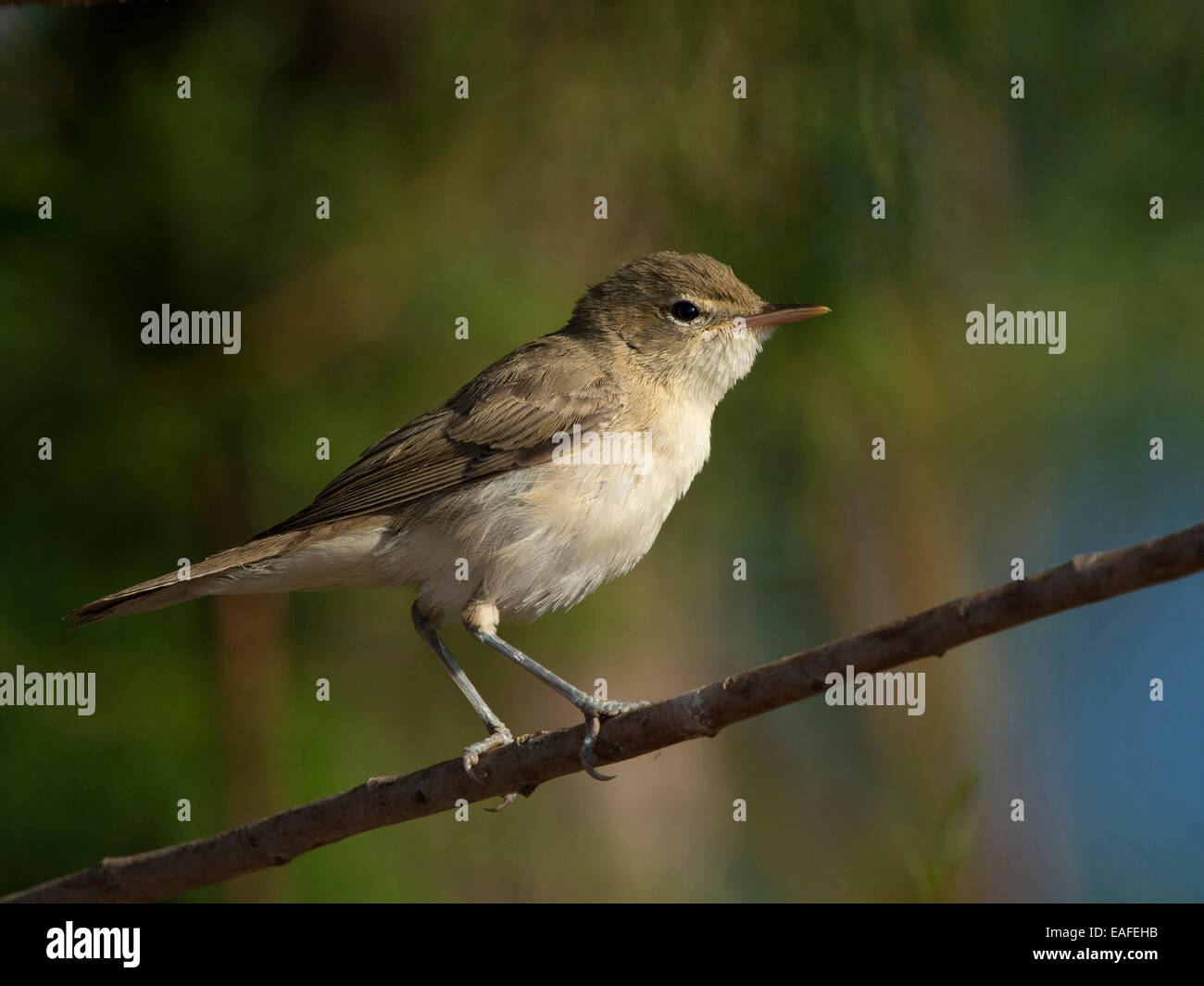 eastern olivaceous warbler, hippolais pallida, mediterranean area ...