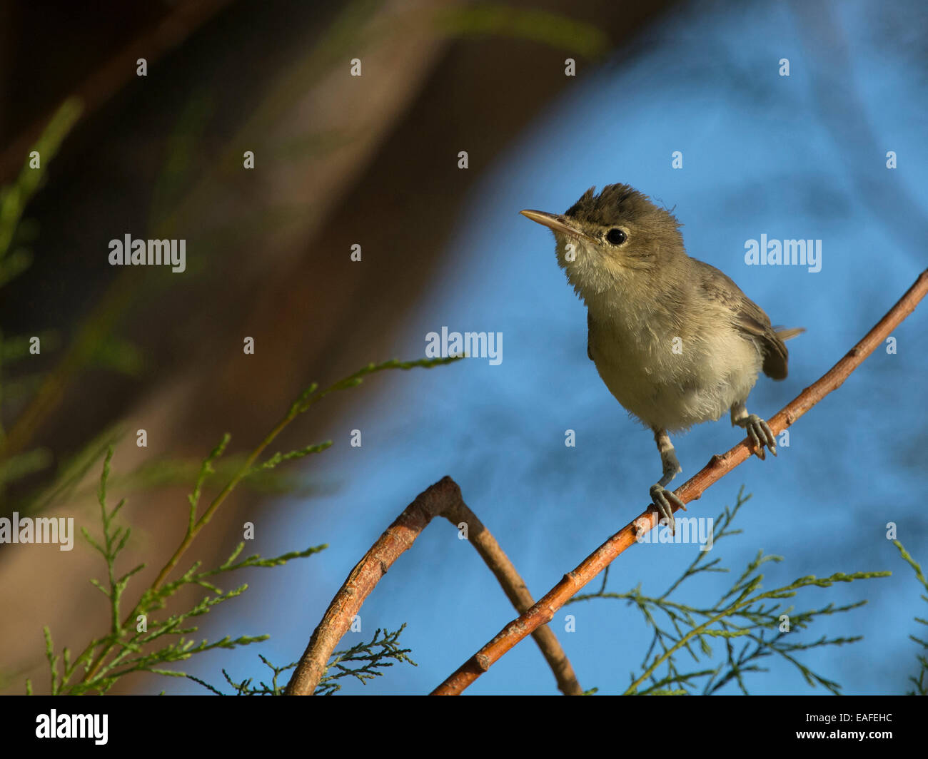 eastern olivaceous warbler, hippolais pallida, mediterranean area ...