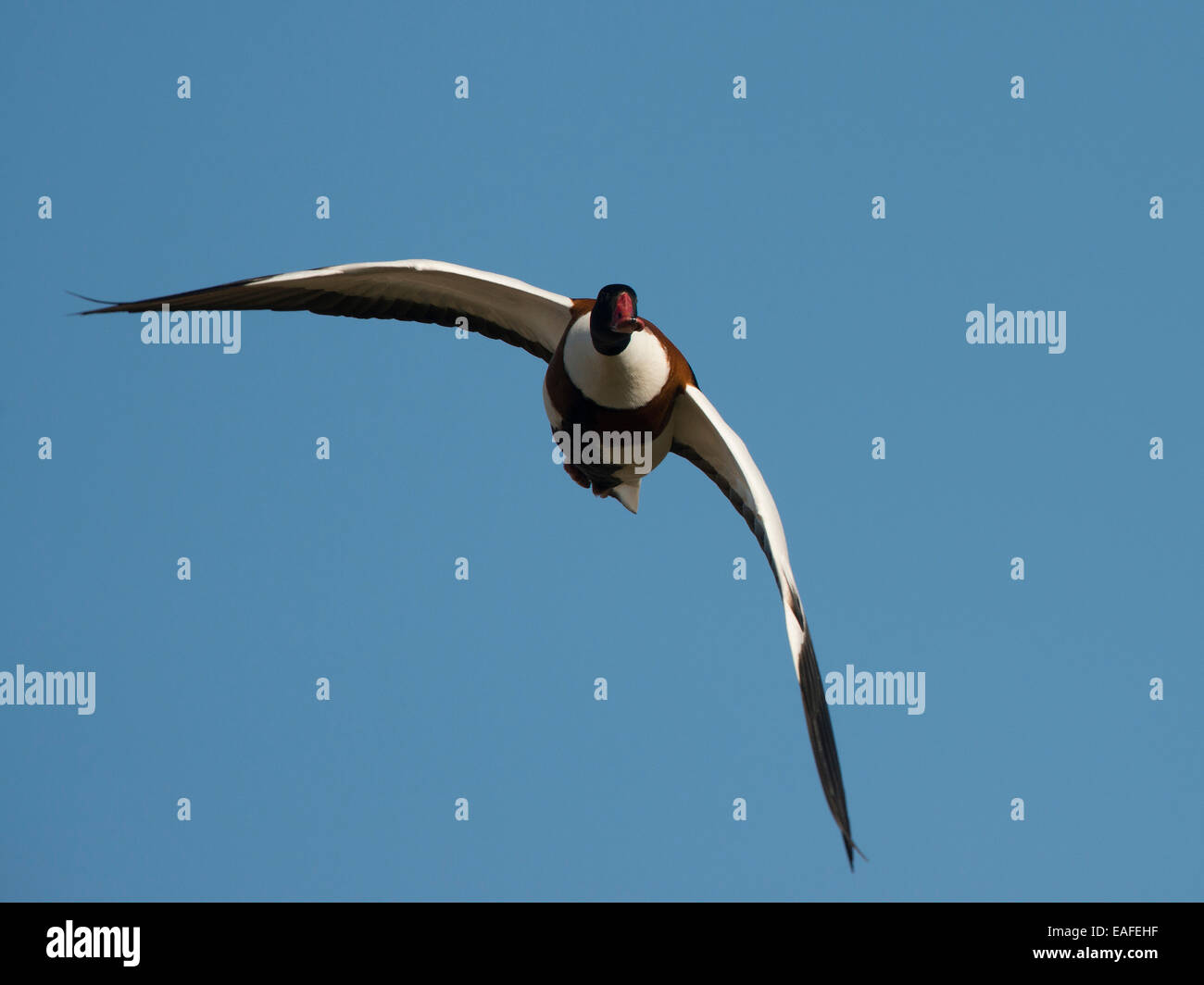 Shelduck hi-res stock photography and images - Alamy
