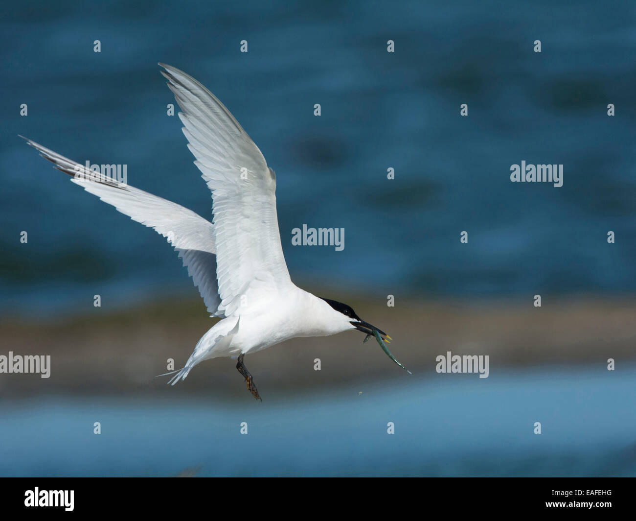 sandwich tern in flight, sterna sandvicensis, germany, europe Stock ...