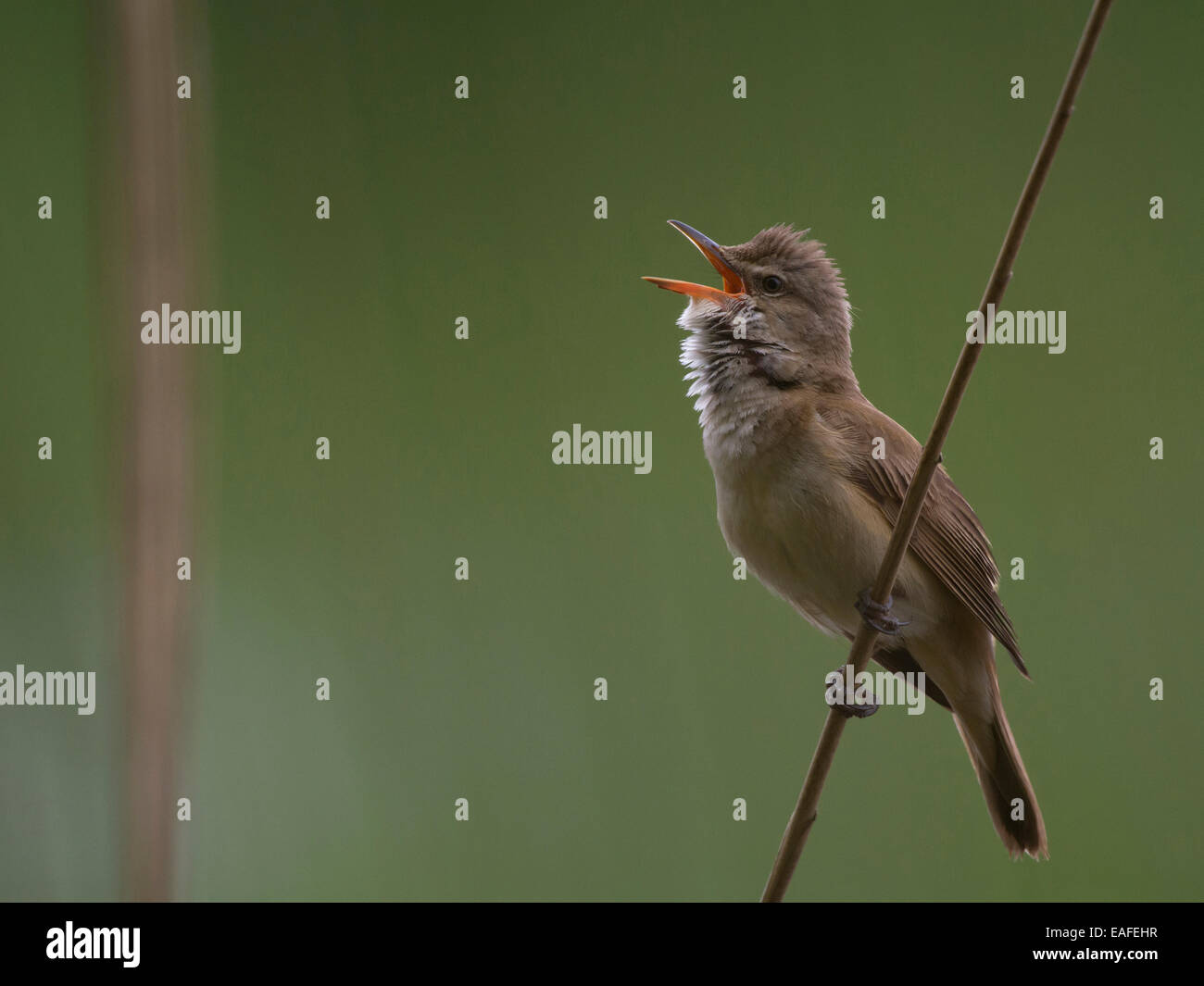 great reed warbler, acrocephalus arundinaceus, middle europe Stock ...