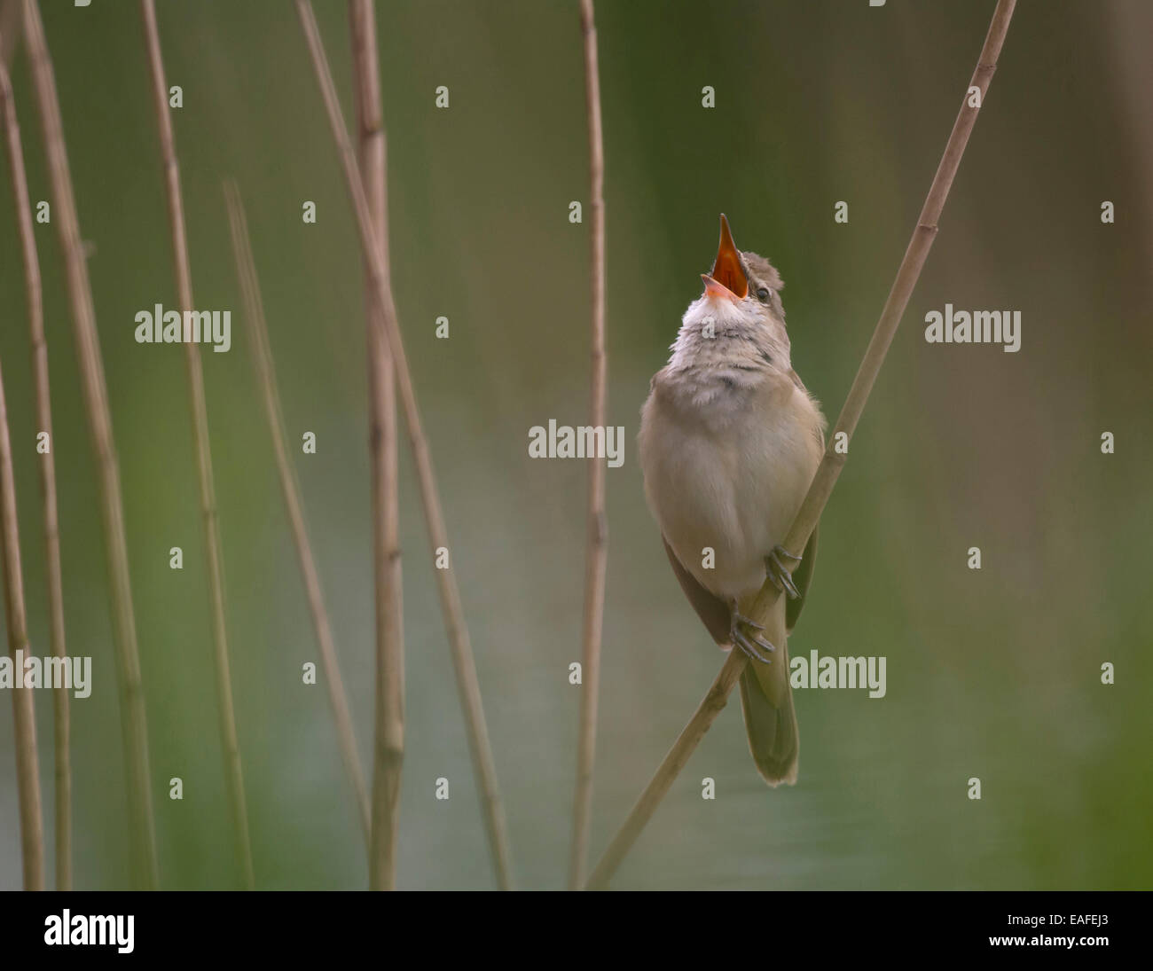 great reed warbler, acrocephalus arundinaceus, middle europe Stock ...
