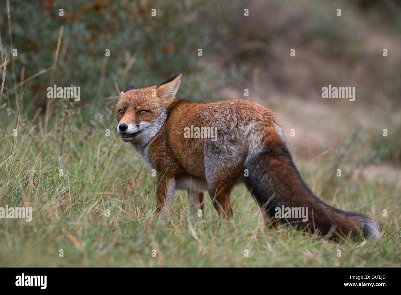 Vulpes vulpes fox looking back hi-res stock photography and images - Alamy