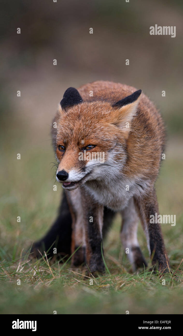 Vulpes vulpes germany hi-res stock photography and images - Alamy