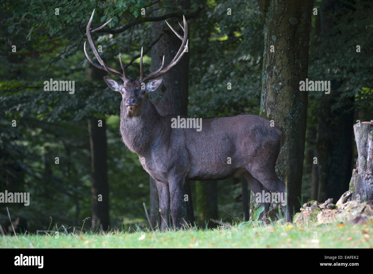 red deer, cervus elaphus, germany, europe Stock Photo - Alamy