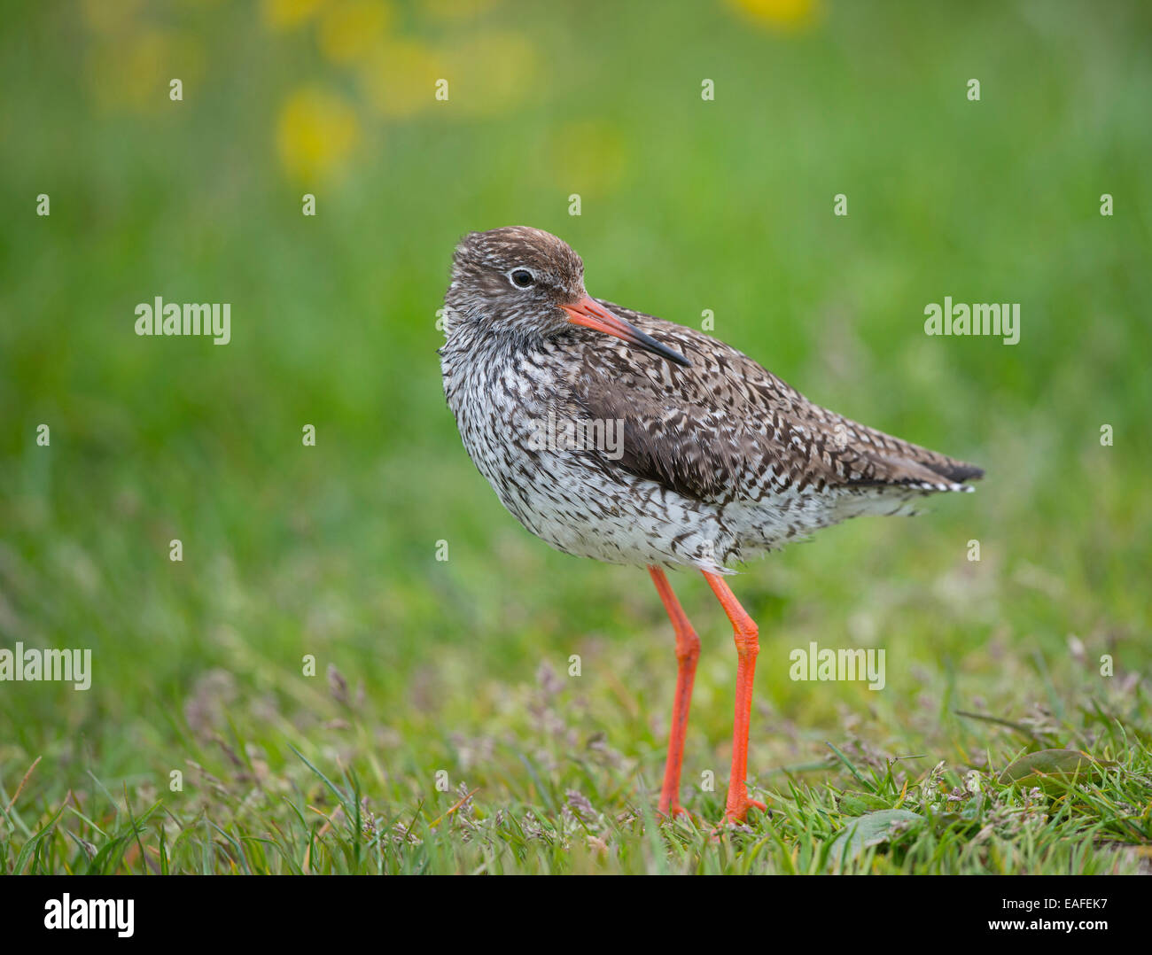 common redshank, tringa totanus, germany, europe Stock Photo - Alamy