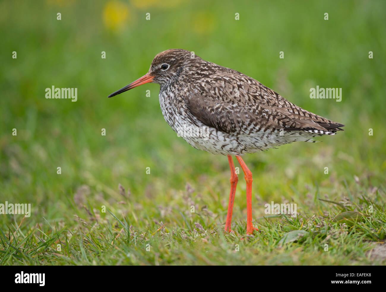 Redshanks hi-res stock photography and images - Alamy