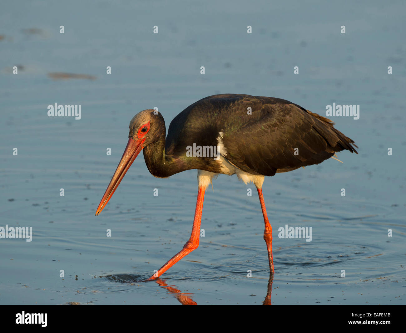Black storks foraging food hi-res stock photography and images - Alamy