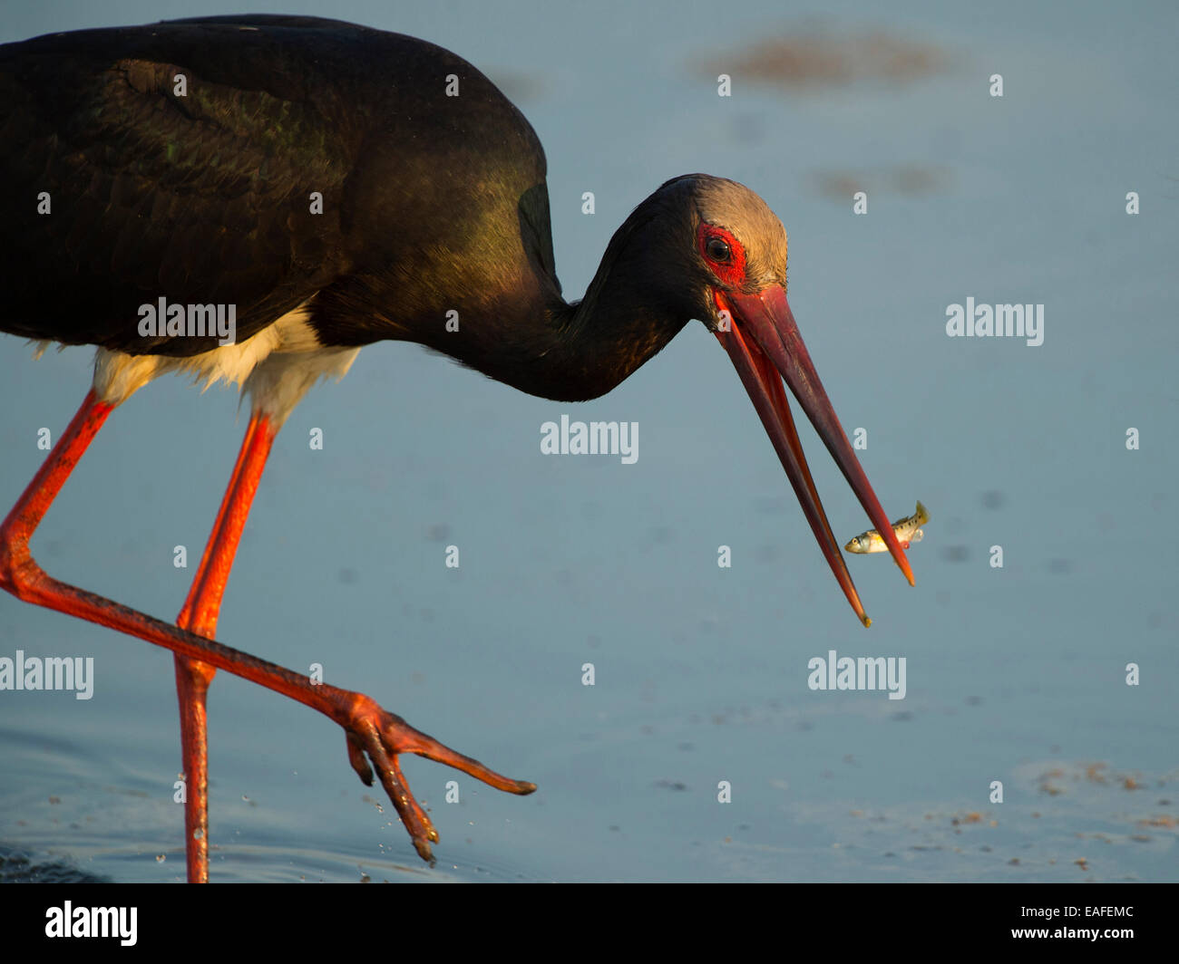 black stork, ciconia nigra, germany, europe Stock Photo - Alamy