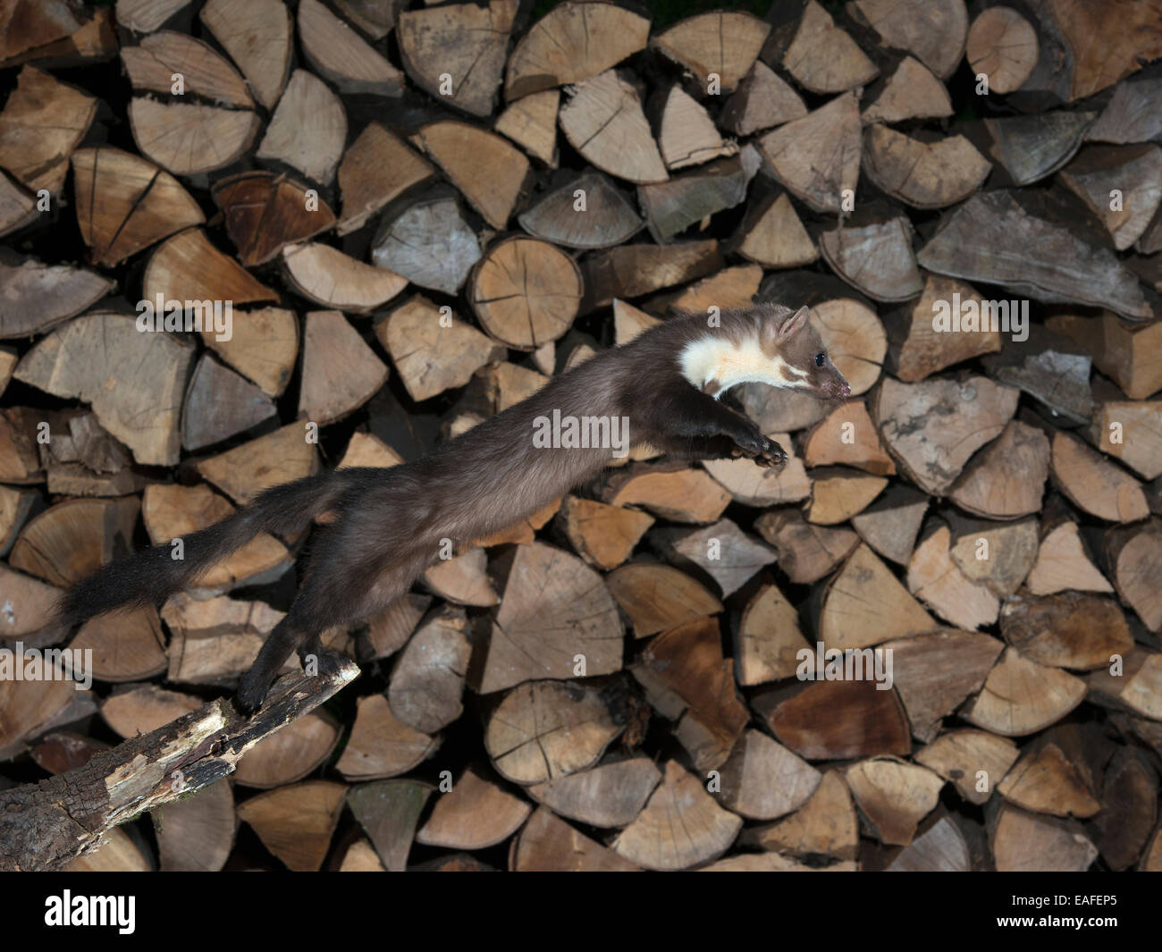 beech marten jumping, martes foina, germany, europe Stock Photo - Alamy