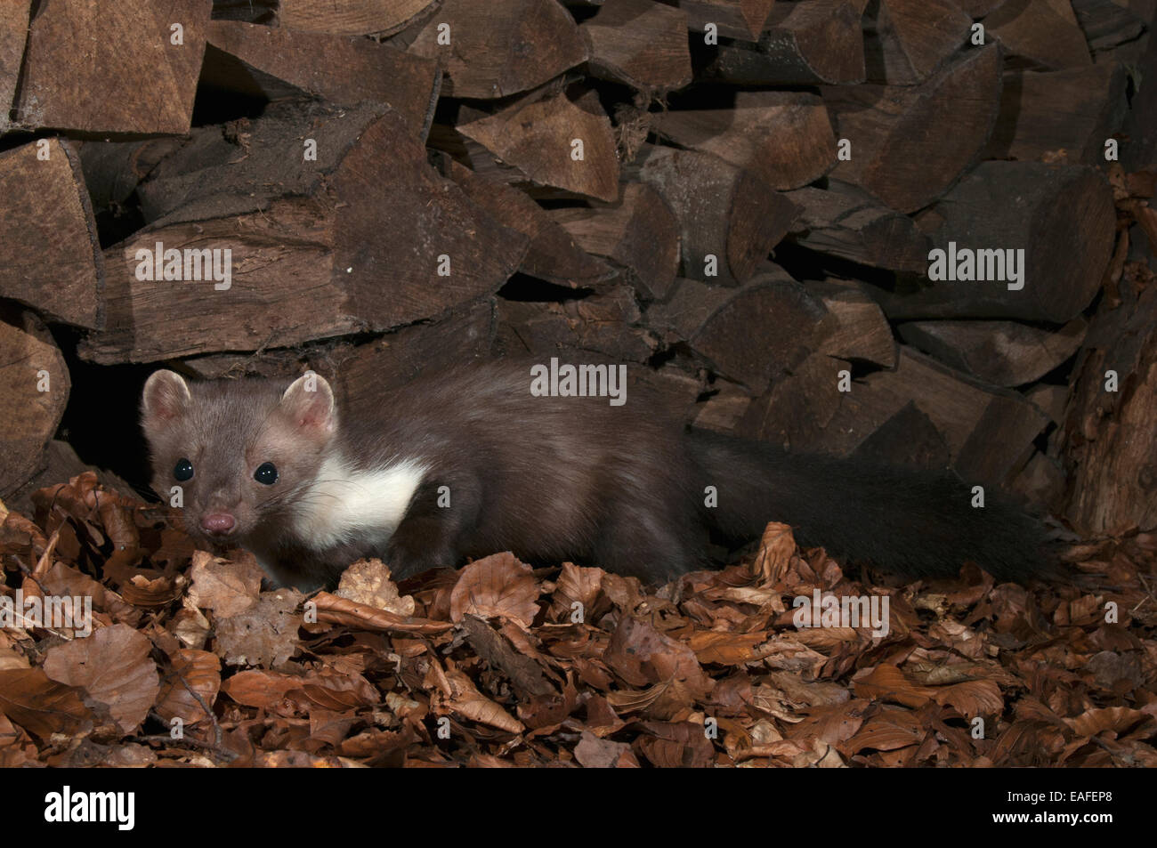 beech marten, martes foina, germany, europe Stock Photo - Alamy