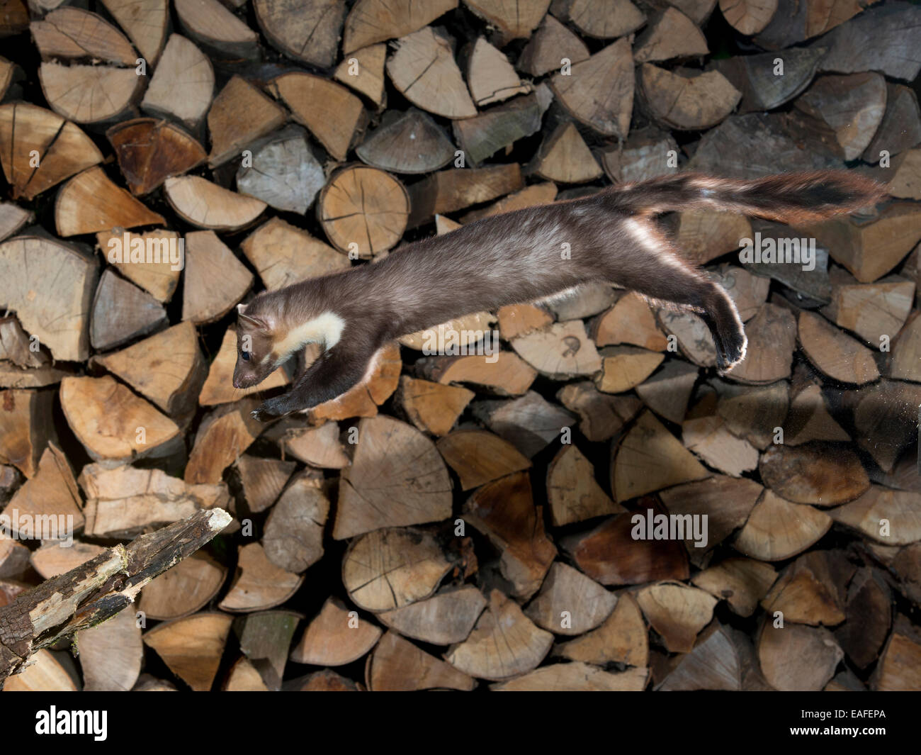 beech marten jumping, martes foina, germany, europe Stock Photo - Alamy